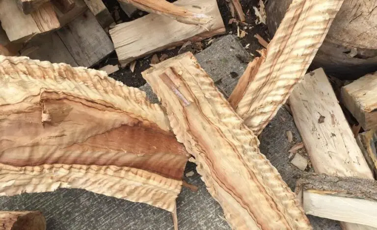 Is Poplar A Good Firewood: Top 5 Types & Basic Pros | Cons